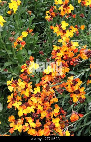 Erysimum ‘Sugar Rush Yellow’ wallflower Sugar Rush Yellow – yellow ...