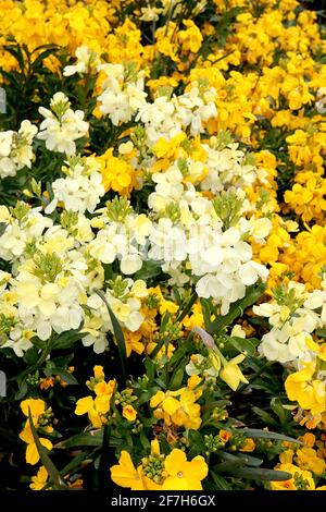 A cluster of white and yellow small flowers in a bush Stock Photo - Alamy