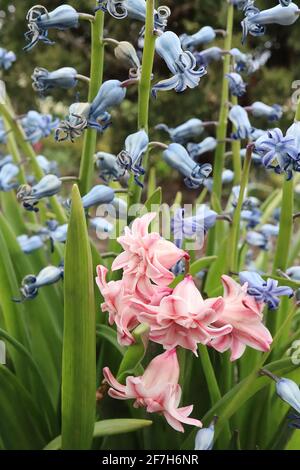 Double blue hyacinth (Hyacinthus orientalis) Manhattan blooms in a pot ...