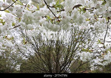 Prunus shogetsu. Japanese flowering cherry blossom at RHS Wisley ...