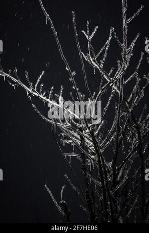 Trees and branches with ice. Iced trees. Fairytale setting Stock Photo ...