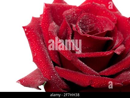 Red beautiful rose-drop on a white background Stock Photo - Alamy