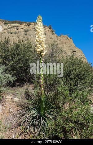 Chaparral Yucca (Hesperoyucca whipplei) blooming in the mountains ...
