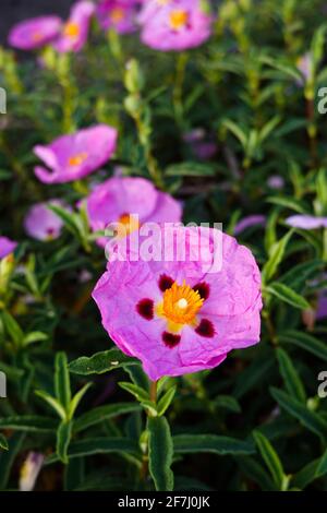 Cistus x purpureus. Purple-flowered rock rose in an english garden in ...