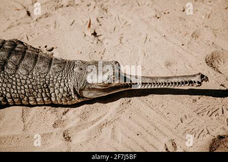 Gharial - full body and close up detail shots. Indian crocodile Stock ...