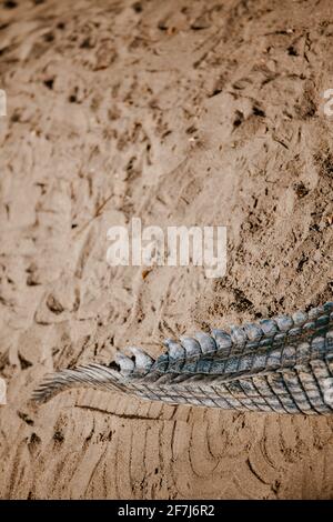 Gharial - full body and close up detail shots. Indian crocodile Stock ...