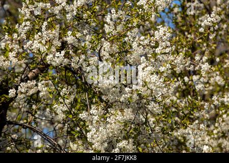 Beautifully flowering cherry trees in the orchard Stock Photo - Alamy