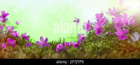 A blooming tree of light pinky flowers called Prunus 'Kanzan' Stock ...