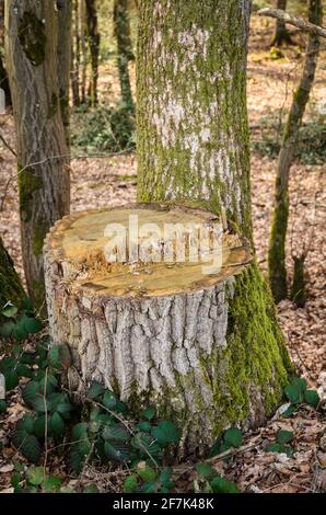 Wooden stump, cross section, cut wood tree trunk slice Stock Photo - Alamy