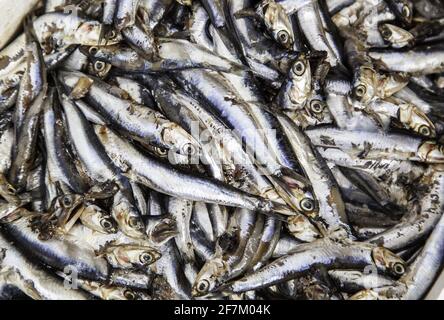 Detail of blue fish in bad condition Stock Photo - Alamy