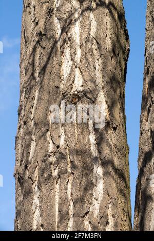 Ginkgo, Duck´s Foot Tree, Maidenhair Tree (Ginkgo biloba) , fruit Stock ...