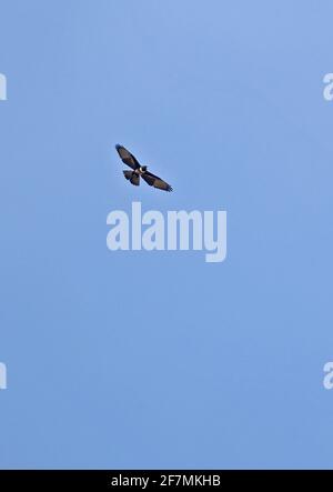 Black Baza (Aviceda leuphotes) adult in flight northern Cambodia ...