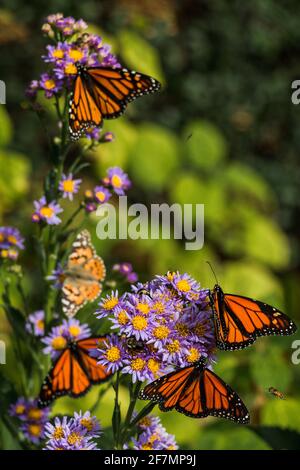 Bright orange butterflies surrounding a garden of violet and yellow ...