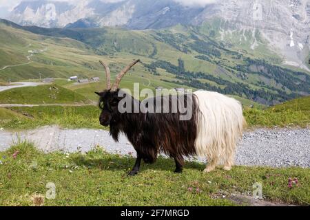 Valais Blackneck Goat (Capra aegagrus f. hircus), male Stock Photo - Alamy