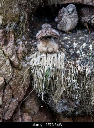 Cliff - nesting Kestrels, Scotland Stock Photo - Alamy