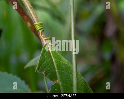 Vine curling around stem, close-up Stock Photo - Alamy