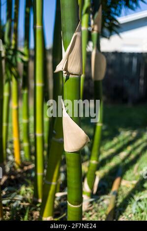 Giant Timber Bamboo (Bambusa oldhamii Stock Photo - Alamy
