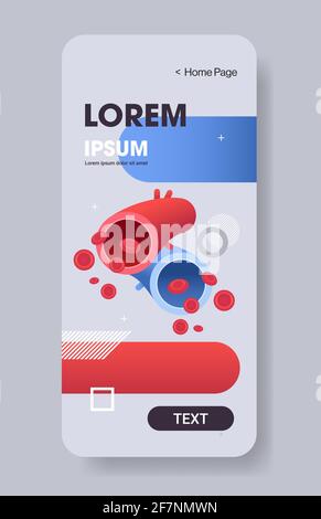 red artery and blue vein human circulatory system anatomy of blood ...