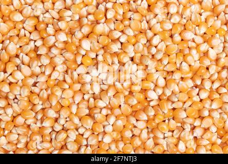 Popcorn corn - Raw grain, full frame image Stock Photo - Alamy