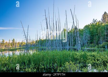 Canadian Marshland in North Bay Ontario Canada in summer Stock Photo ...