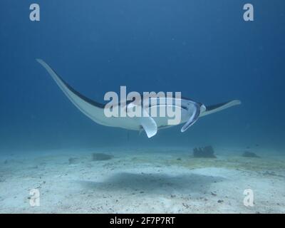 (210409) -- WELLINGTON, April 9, 2021 (Xinhua) -- Rig sharks are seen ...