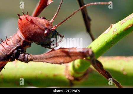 Macleay's spectre stick insect Extatosoma tiaratum, Phasmatidae ...