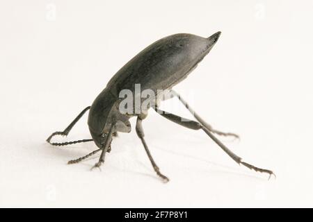 giant churchyard beetle, giant cellar beetle (Blaps mortisaga), lying ...