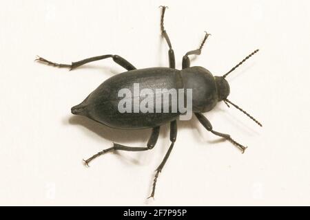 giant churchyard beetle, giant cellar beetle (Blaps mortisaga), lying ...
