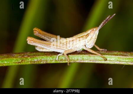 Common Green Grasshopper - nymph Stock Photo - Alamy