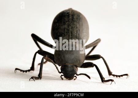 black beetle, blaps mortisaga, cellar beetle Stock Photo - Alamy