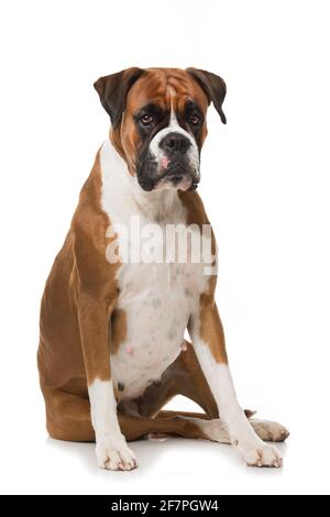 Funny boxer isolated on the white Stock Photo - Alamy