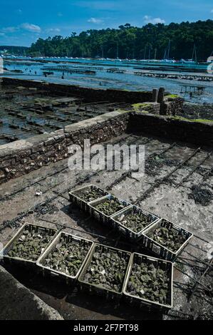 coastal scenery at the Belon River in Brittany, France Stock Photo - Alamy