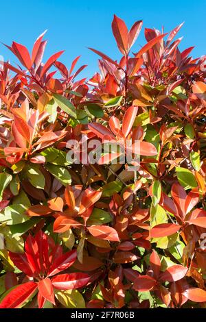Leaves From a Photinia Red Robin Bush Stock Photo - Alamy