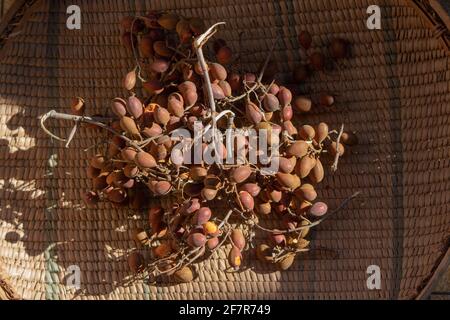Velvet tamarind (Dialium cochinchinense) african wild fruit locally ...