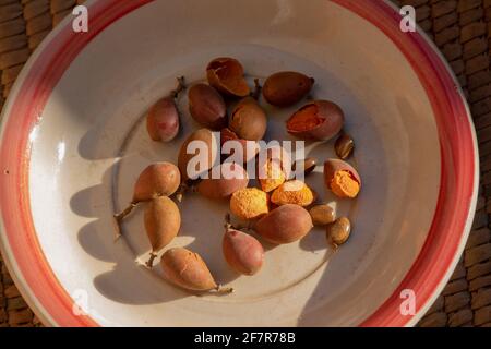 Velvet tamarind (Dialium cochinchinense) african wild fruit locally ...