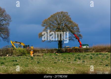 A huge oak tree fell across the road and completely blocked it Stock ...