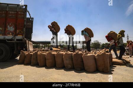 Indian daily wage workers carrying sacks of paddy grain while loading a ...