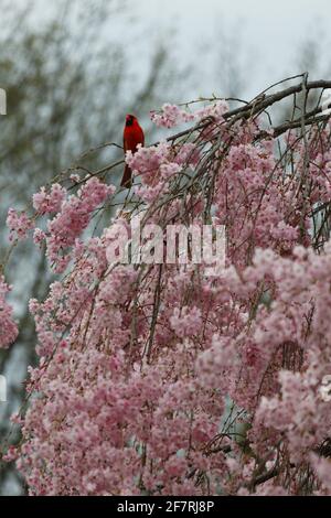 Cardinal on Top of a Weeping Cherry Tree Stock Photo - Alamy