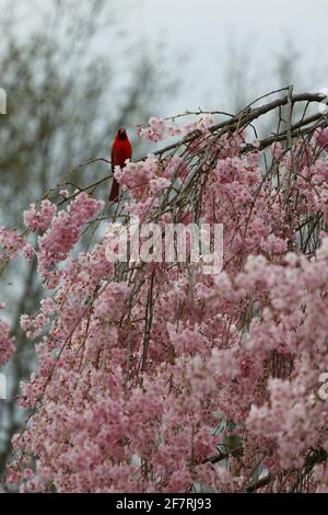 Cardinal on Top of a Weeping Cherry Tree Stock Photo - Alamy