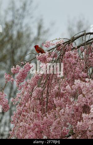 Cardinal on Top of a Weeping Cherry Tree Stock Photo - Alamy