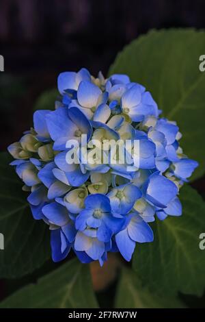 Light blue hydrangea bush blooming and flowering in the summer time Stock Photo - Alamy