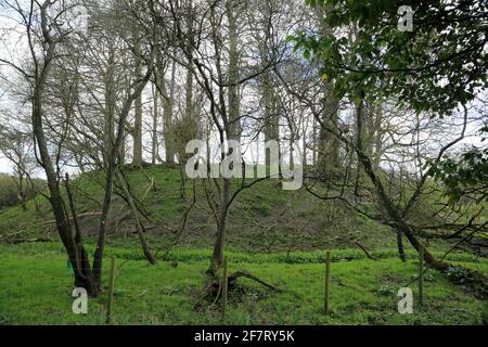 Motte and Bailey with trees growing from it at Stowting, Kent, England ...
