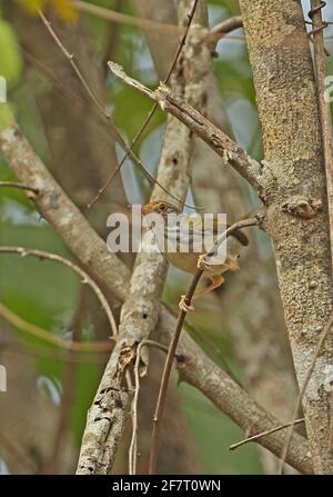 Common Tailorbird (Orthotomus sutorius) adult, perched on twig, Sri ...