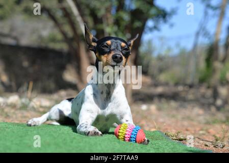 Kleiner Ratonero beim spielen im Garten Stock Photo - Alamy