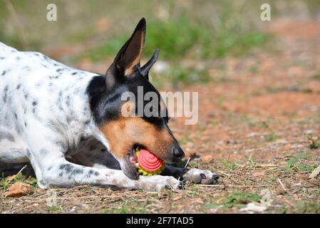 Kleiner Ratonero beim spielen im Garten Stock Photo - Alamy