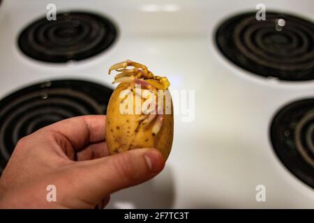 rooting potatoes close up photos on black Stock Photo - Alamy