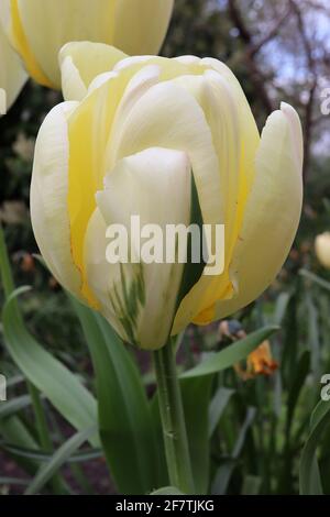 Darwin Hybrid Tulip Ivory Floradale Stock Photo - Alamy