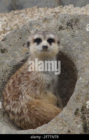 Closeup shot of a gray mongoose, the meerkat or (Suricata suricatta) in ...