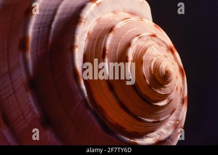 Seashell of very large sea snail (Tonna galea or giant tun) isolated on ...