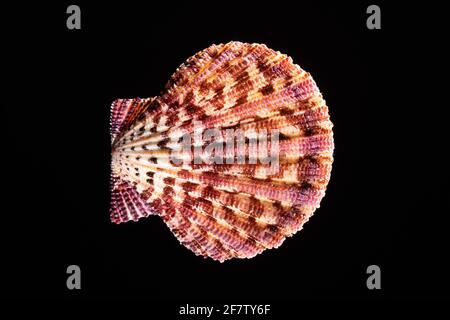 A scallop is a marine bivalve mollusc of the family Pectinidae ...
